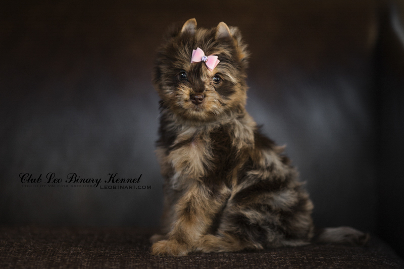 Chocolate Merle Cavapoo